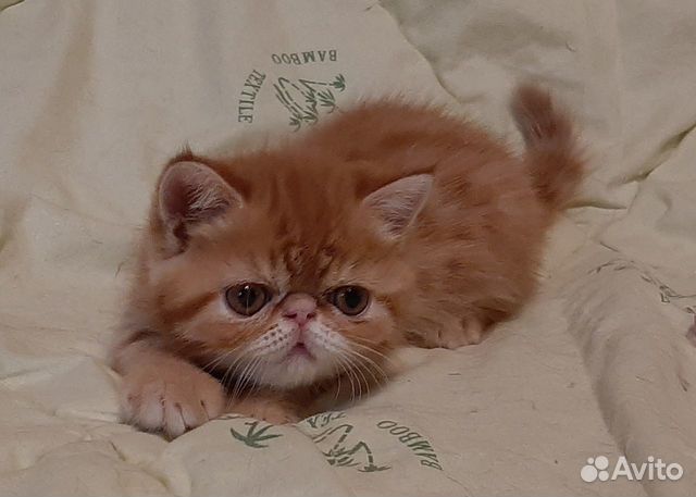 Малышарики