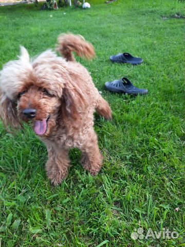 Вязка пудель Фима