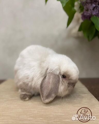 Декоративный кролик miniature lop (минилоп)