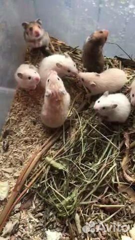 Сирийский хомяк