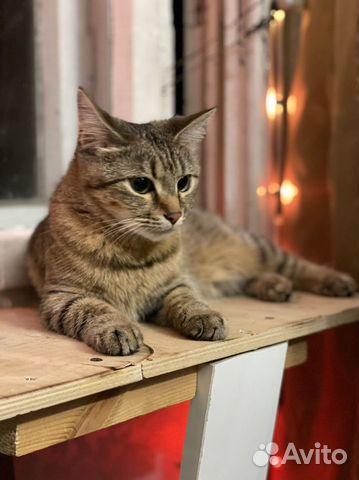 Кошка, игруля, 2 года