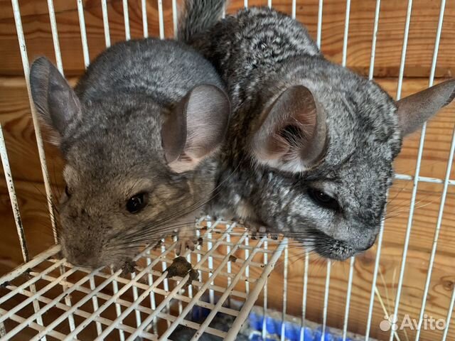 Шиншиллы - ангора и стандарт