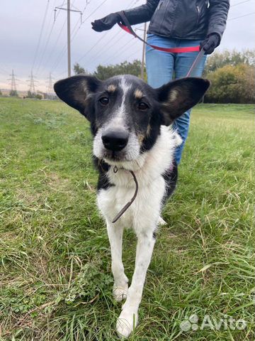 Славный парень ищет дом семью и верных друзей