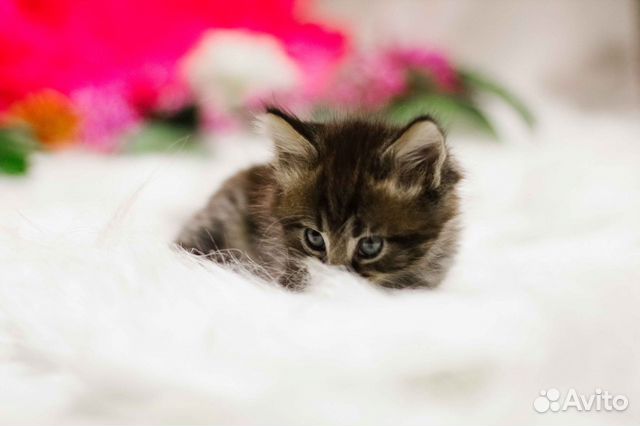 Отдам котенка в хорошие руки