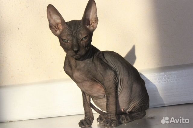 Донской сфинкс котята