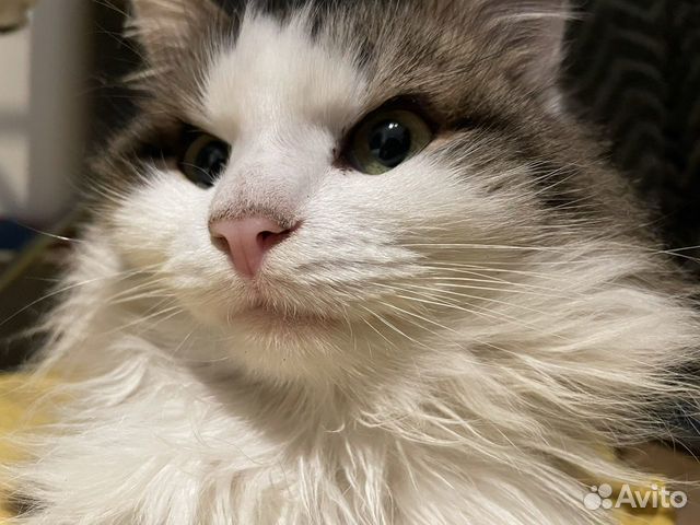 Монастырский кот в добрые руки