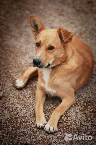 Собака Роб в добрые руки