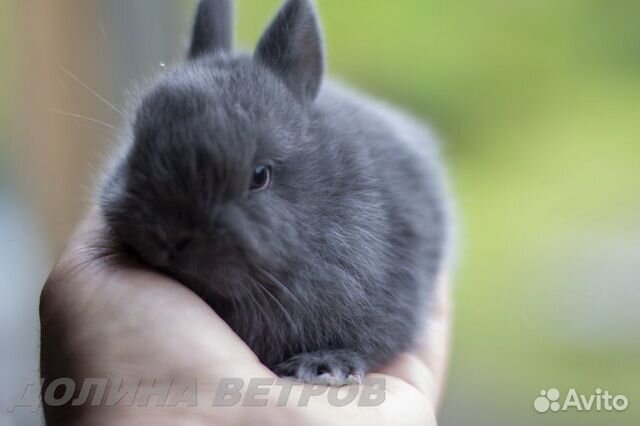 Кролик минор мальчик голубого окраса