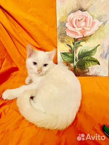 Сиамский котенок