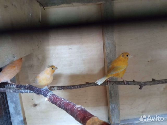 Попугаи канарейки