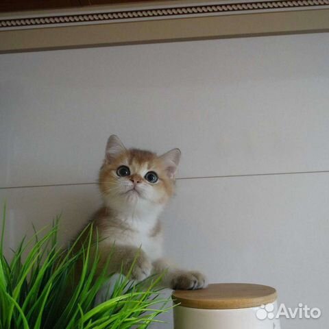 Британские котята золотая шиншилла