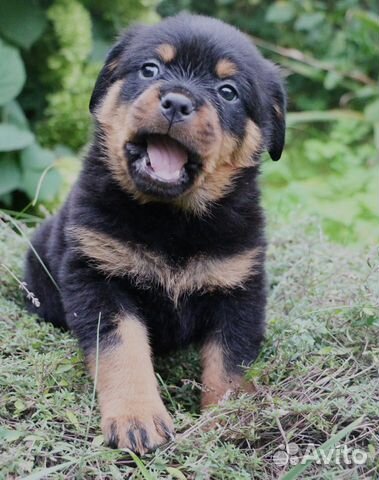 Ротвейлера щенки