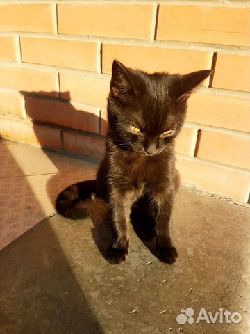 Котенок мальчик ждет своих хозяев