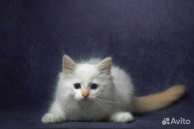 Регдолл котенок