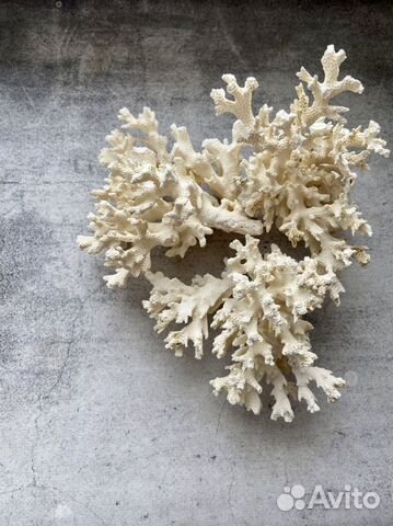 Кораллы натуральные для аквариума