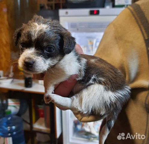 Малявки ищут дом