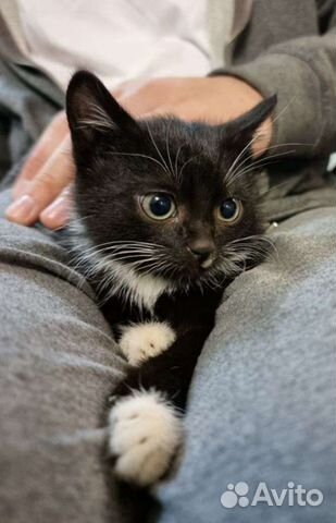 Котенок-кошечка, пиратка