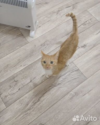 Кошка Аська в добрые руки