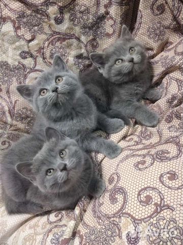 Котята британцы
