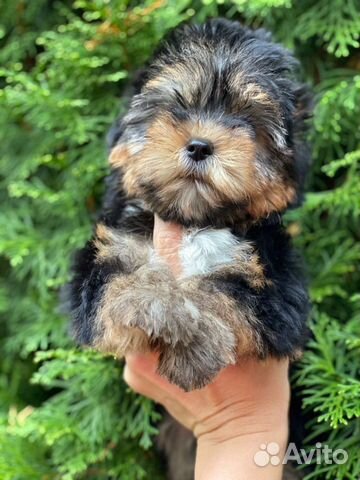 Йоркширский терьер