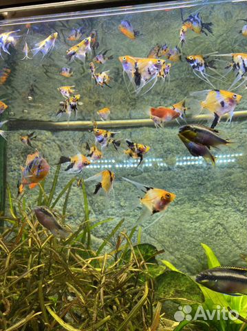 Скалярия. Малек 4 месяца. Скалярии Коя