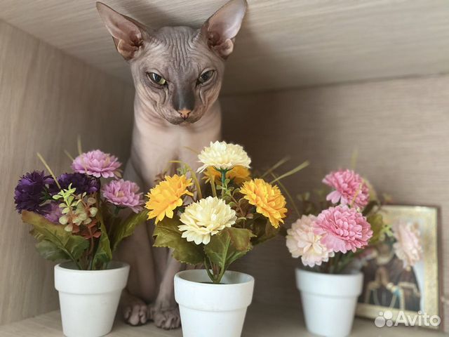 Сфинкс