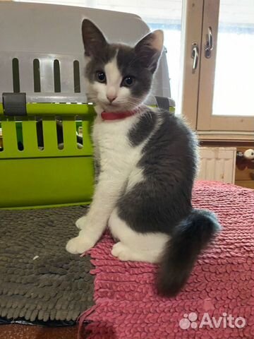 Котенок Кошечка