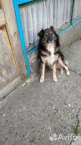 Собаки бесплатно