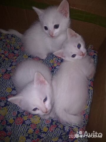 Отдам без оплаты беленьких котят с добрые руки