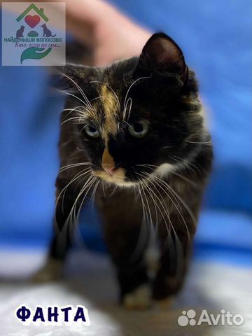 Кошка в добрые руки