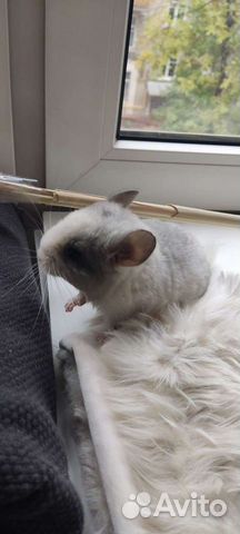Шиншилла