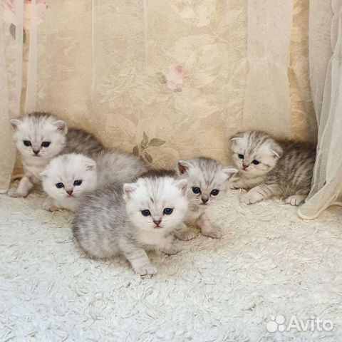 Серебристая шиншилла котята, не питомник