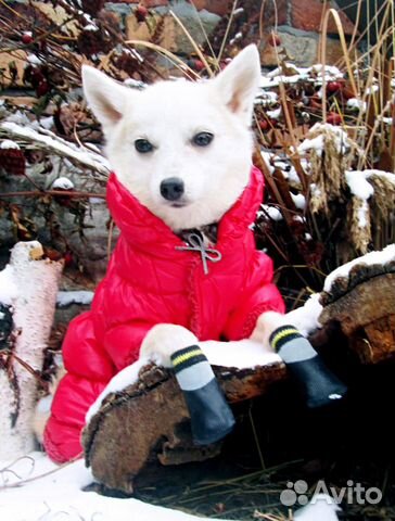Мальчик помски, любимым питомцем взрослым людям