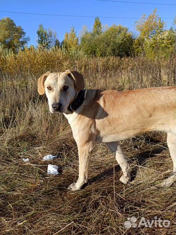 Рыжая собака в дар