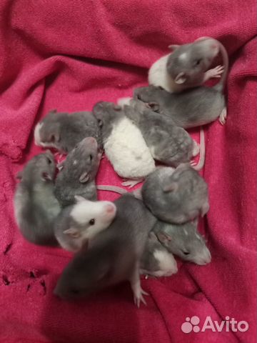 Крыски дамбо