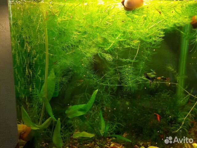 Мох, элодея, роголистник,растения аквариум