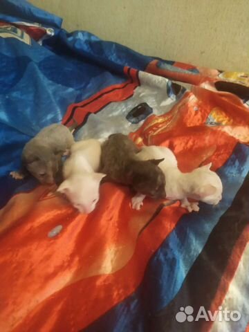 Котята корниш-рекс к брони