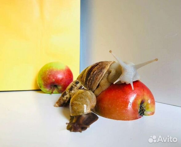 Улитки ахатины: альбино и ретикулята