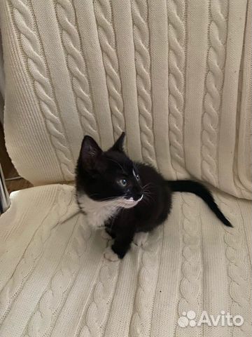 Котенок супер ласковая девочка
