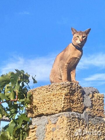 Ориентальный кот