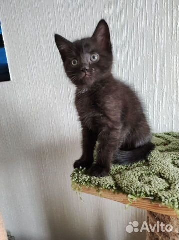 Малышня ищет Свой Дом