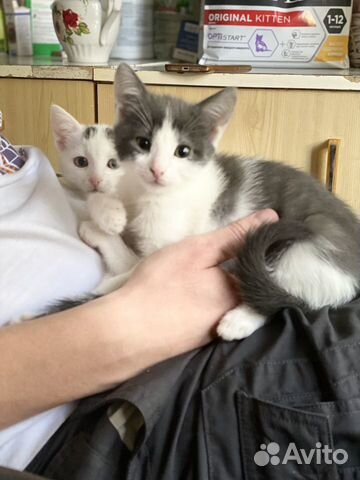 Ищут дом две маленькие булочки