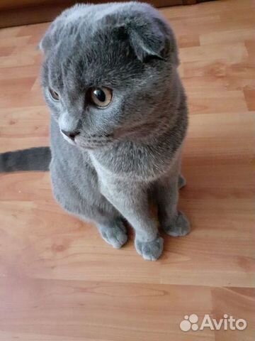 Котенок шотландская вислоухая