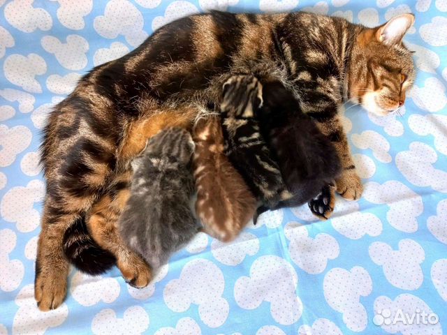 Мраморные малыши)