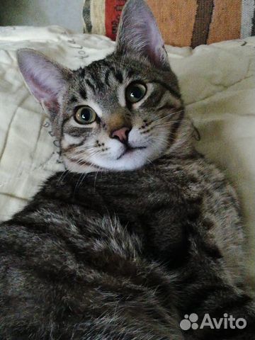Кот/ котенок/ котик