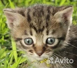Полосатый котенок Матрос, 1.5 месяца