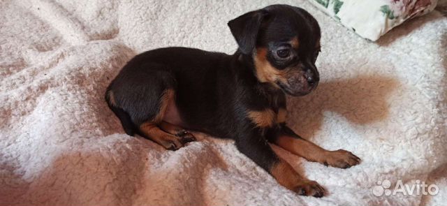 Карликовый пинчер Цвергпинчер маленькая собака
