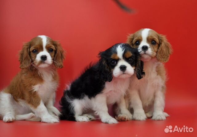 Девочки Кавалерочки