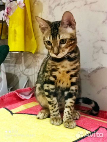 Бенгалята малыши