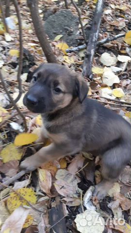 Щенок девочка Ищем дом
